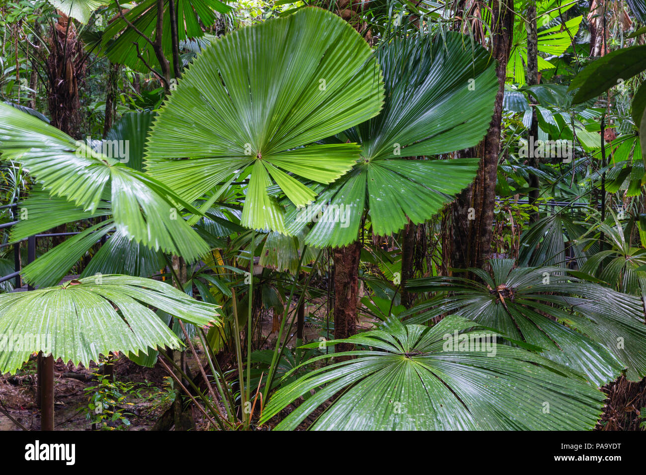 Australian fan palm in the Daintree rain forest Stock Photo - Alamy