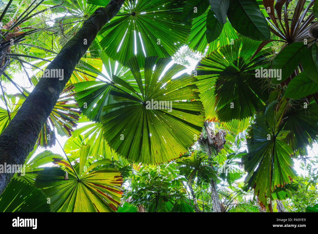 Australian fan hi-res stock photography and images - Alamy