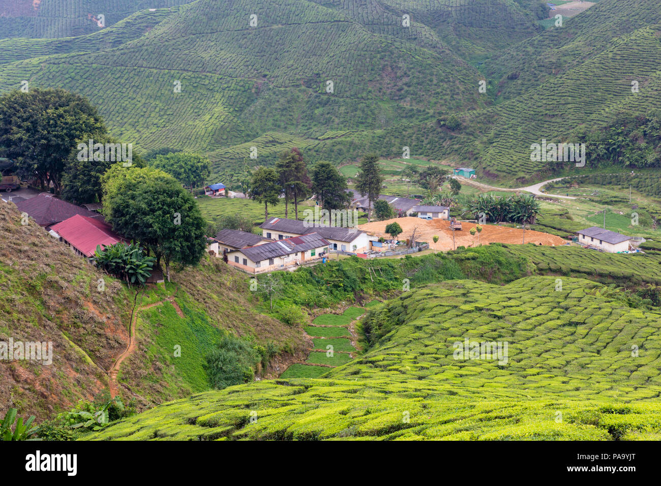Tea plantations in the Cameron Highlands, Malaysia Stock Photo - Alamy