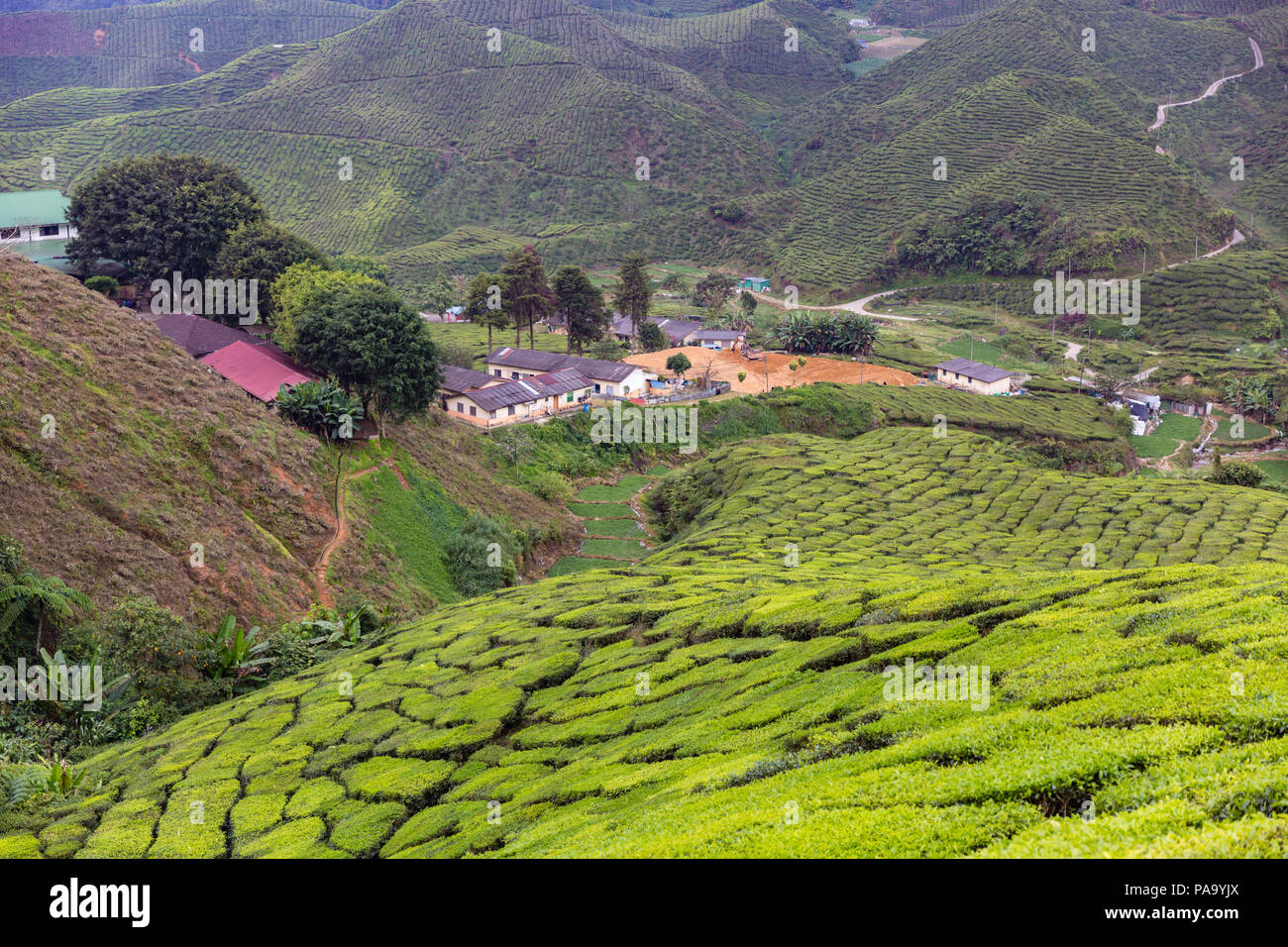 Tea plantations in the Cameron Highlands, Malaysia Stock Photo - Alamy