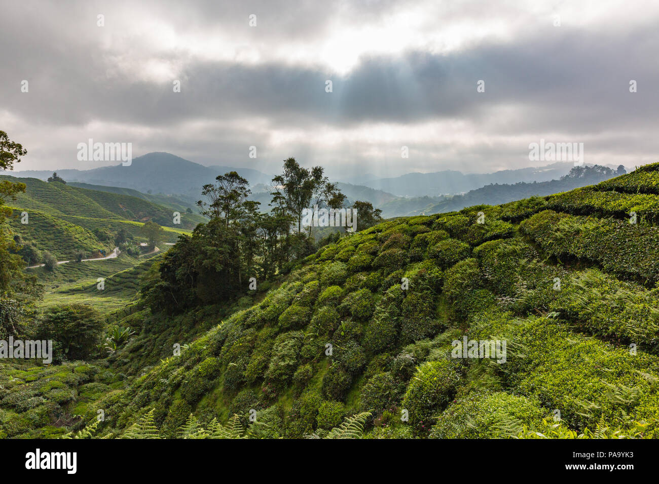 Tea plantations in the Cameron Highlands, Malaysia Stock Photo - Alamy