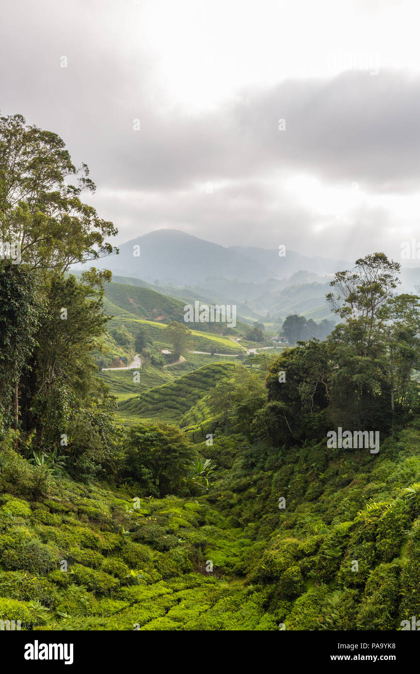 Tea plantations in the Cameron Highlands, Malaysia Stock Photo - Alamy