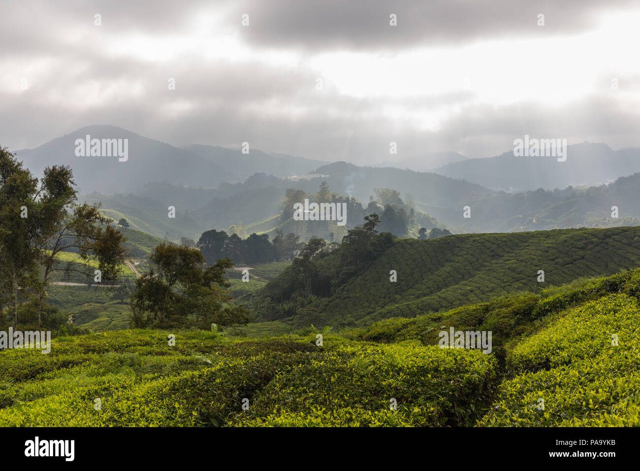 Tea plantations in the Cameron Highlands, Malaysia Stock Photo - Alamy