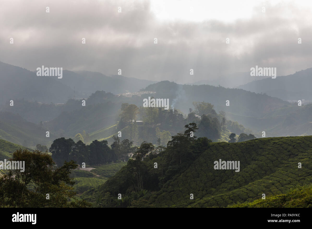 Tea plantations in the Cameron Highlands, Malaysia Stock Photo - Alamy