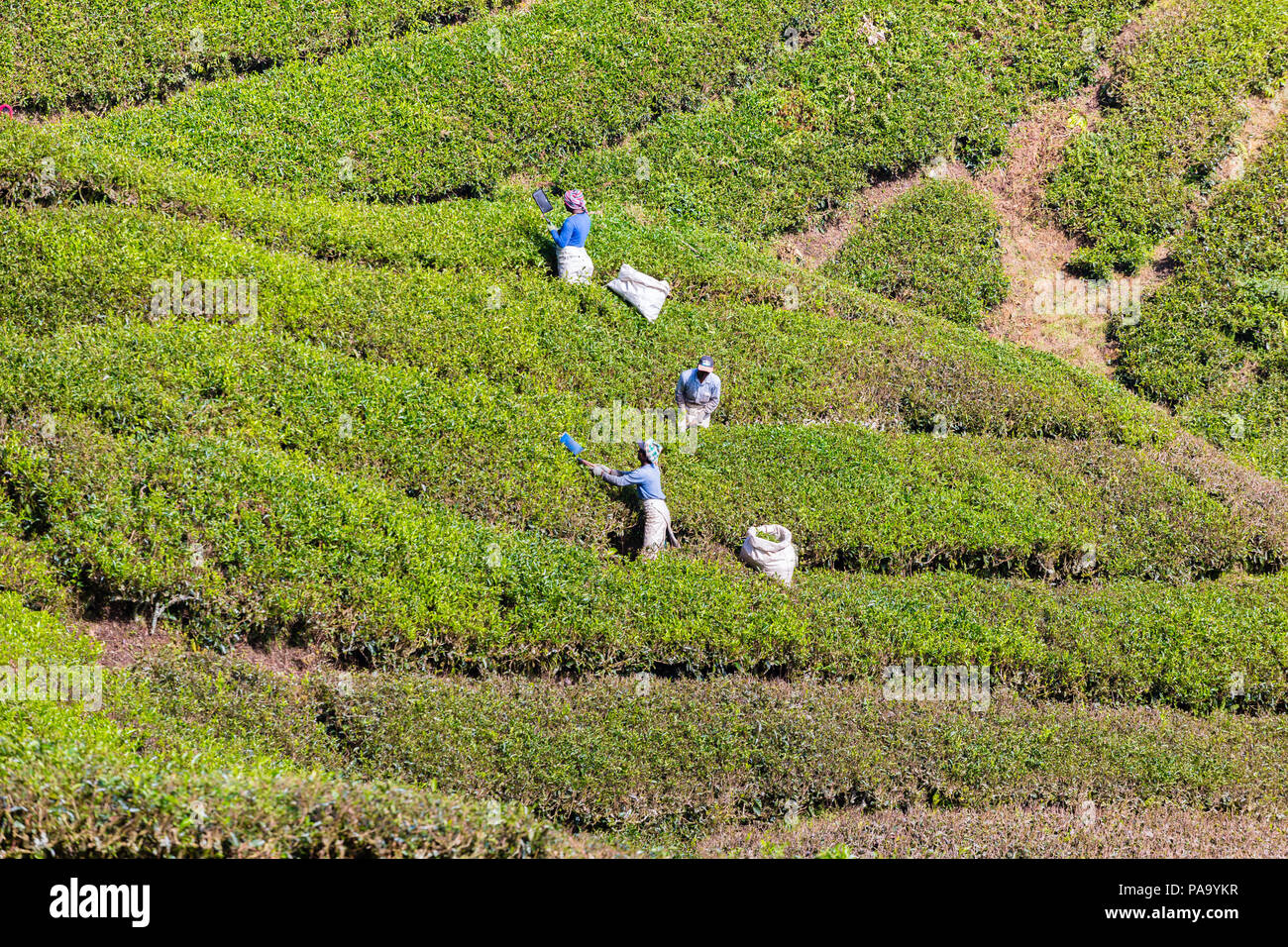 Tea plantations in the Cameron Highlands, Malaysia. Workers picking tea ...
