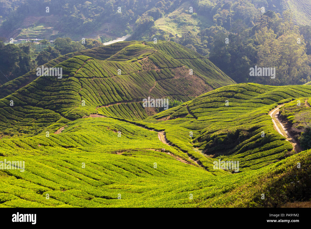 Tea plantations in the Cameron Highlands, Malaysia Stock Photo - Alamy