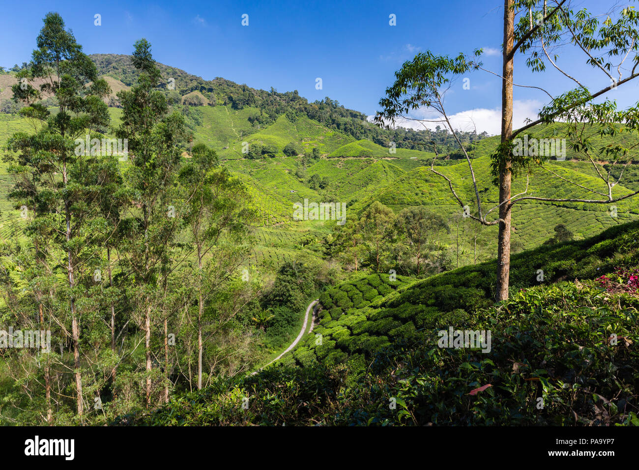 Tea plantations in the Cameron Highlands, Malaysia Stock Photo - Alamy