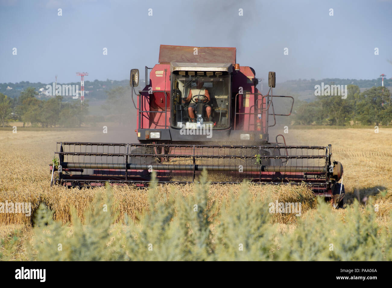 The old combine harvester harvests wheat. Agricultural machinery Stock ...