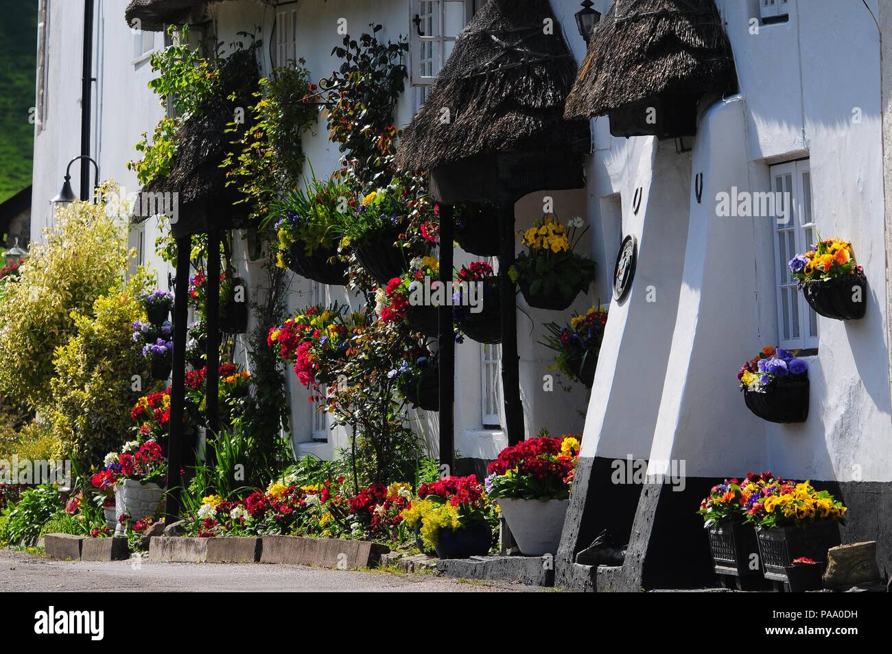 Pretty thatched cottage in Devon Stock Photo - Alamy