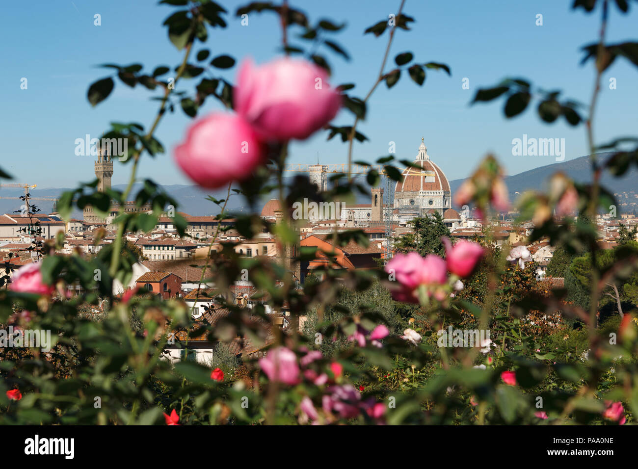 Duomo Santa Maria Del Fiore and Bargello through the rose bush ...