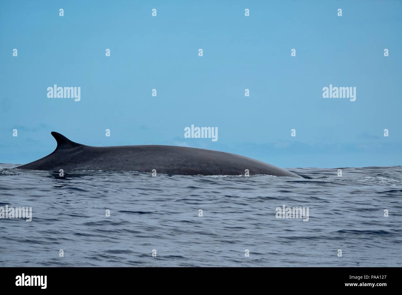 Finback whale hi-res stock photography and images - Alamy