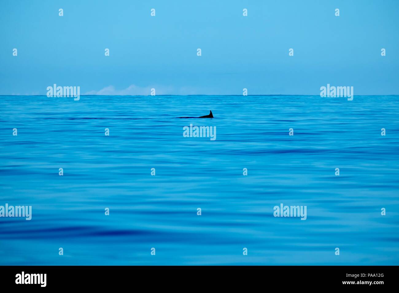 A solitary whale shows its dorsal fin on an empty ocean Stock Photo - Alamy