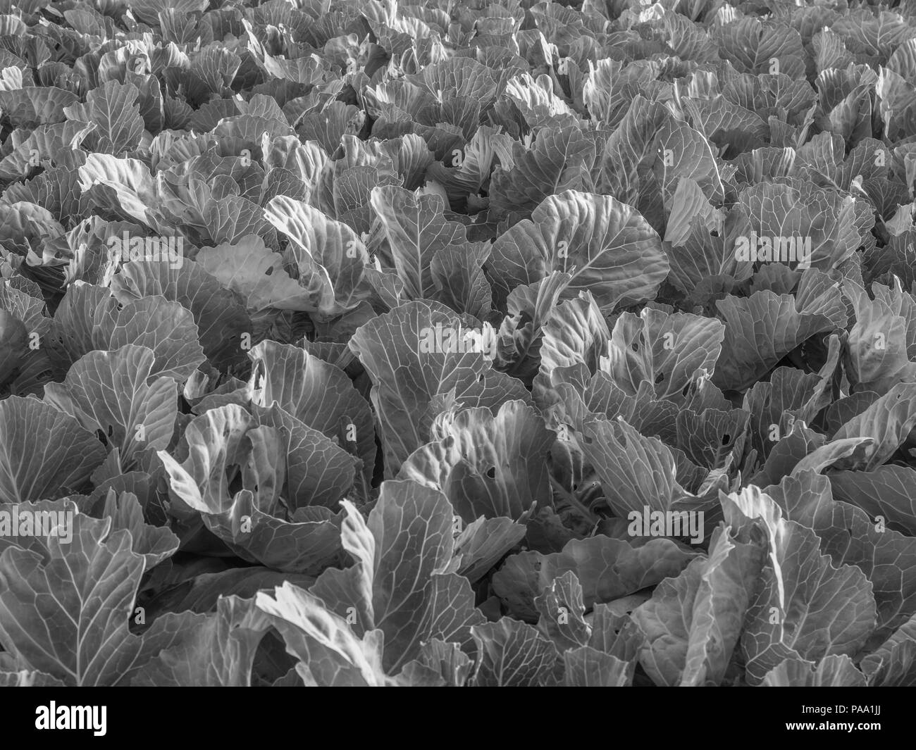 Young cabbage plant Black and White Stock Photos & Images - Alamy