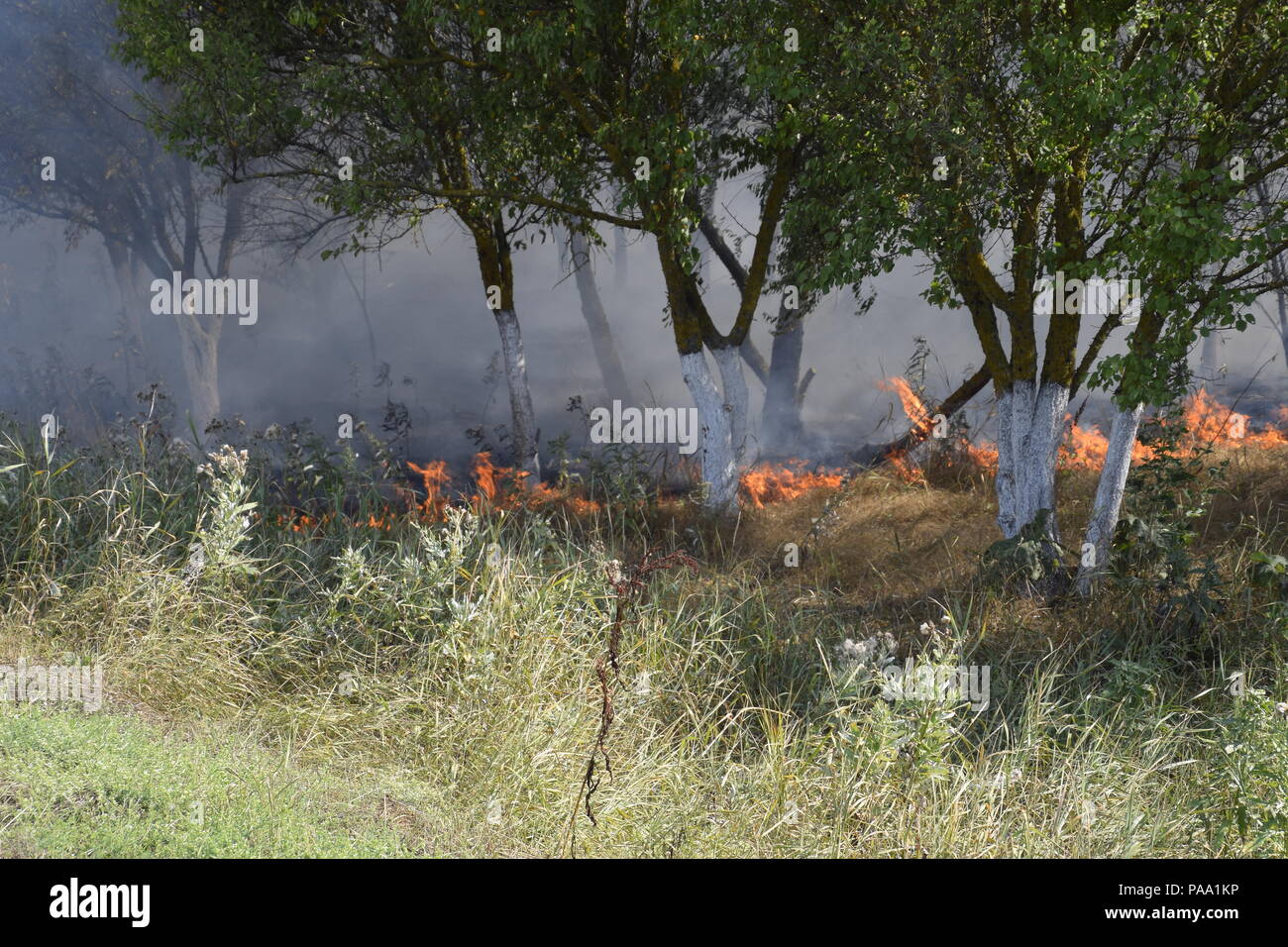 Fire in the forest. Fire and smoke in the forest litter. The grass is ...