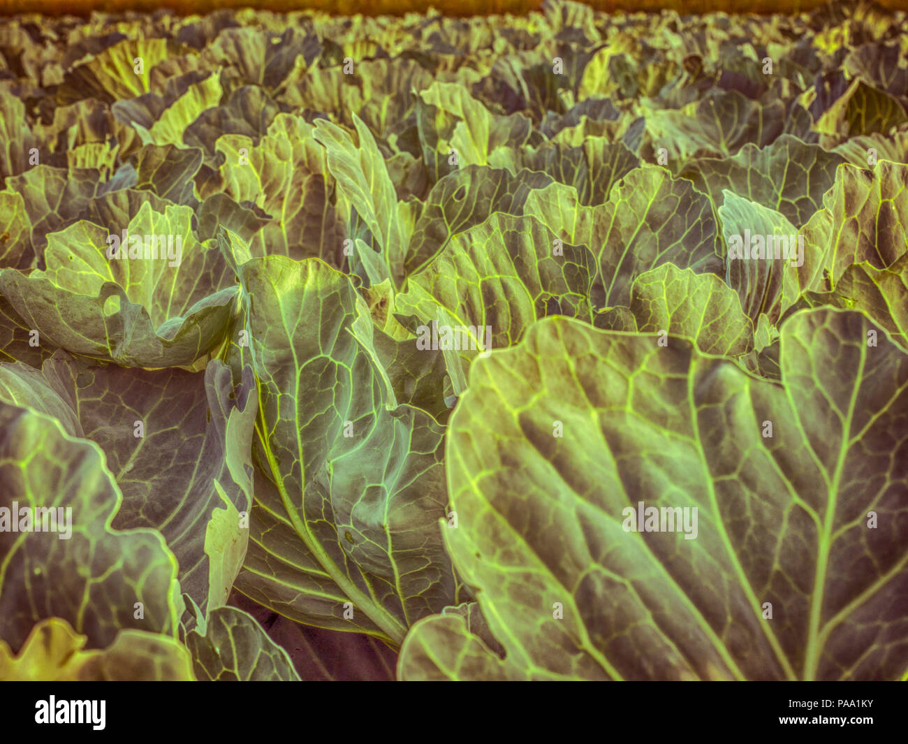 Field of young cabbage during the sunrise Stock Photo - Alamy