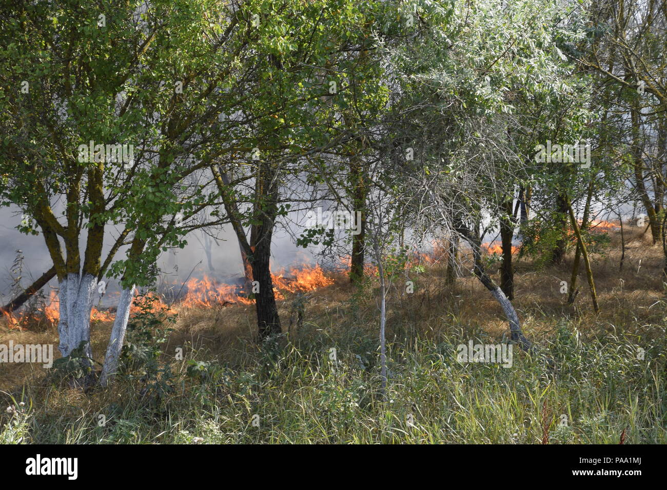 Fire in the forest. Fire and smoke in the forest litter. The grass is ...