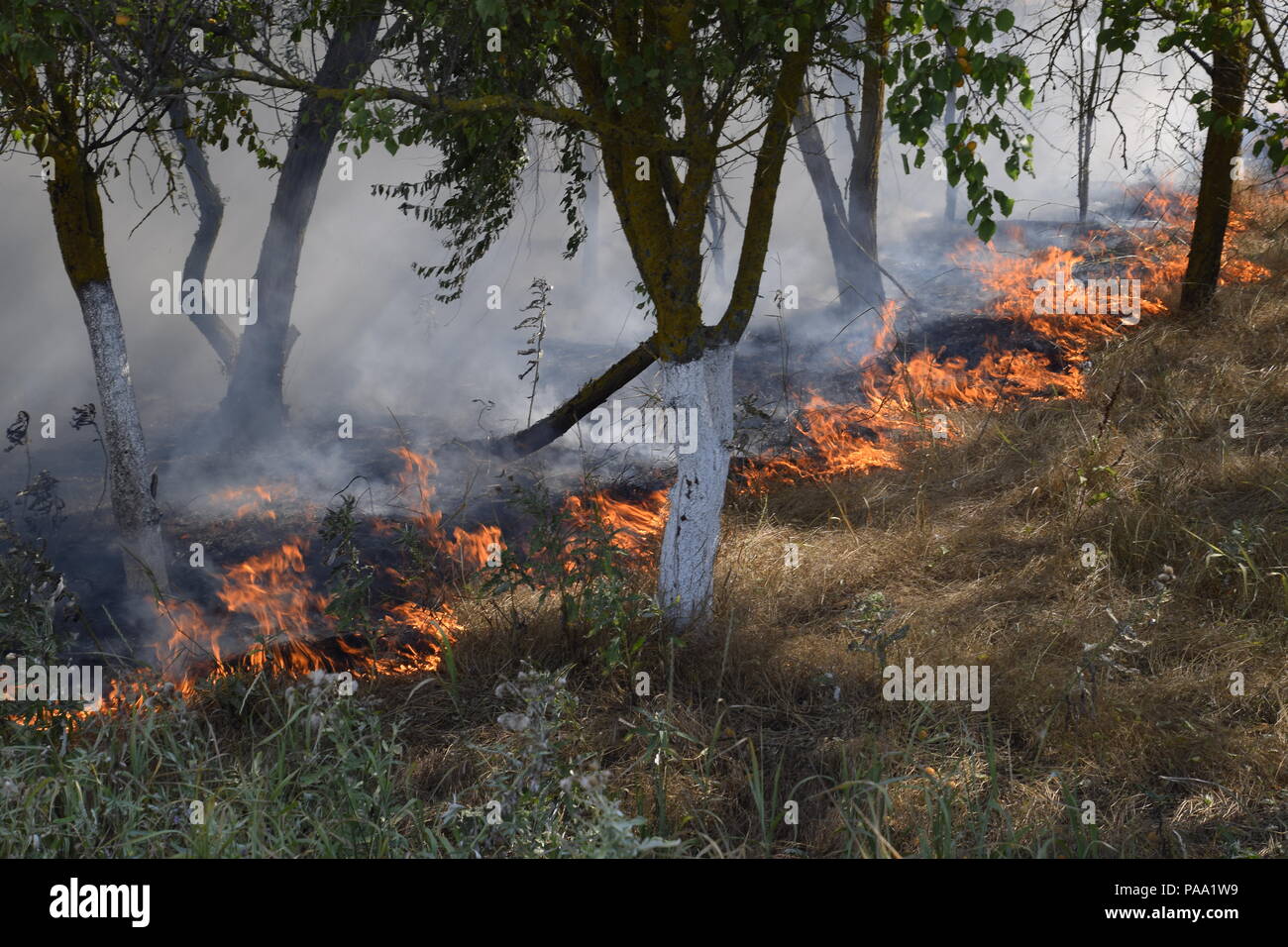 Fire in the forest. Fire and smoke in the forest litter. The grass is ...