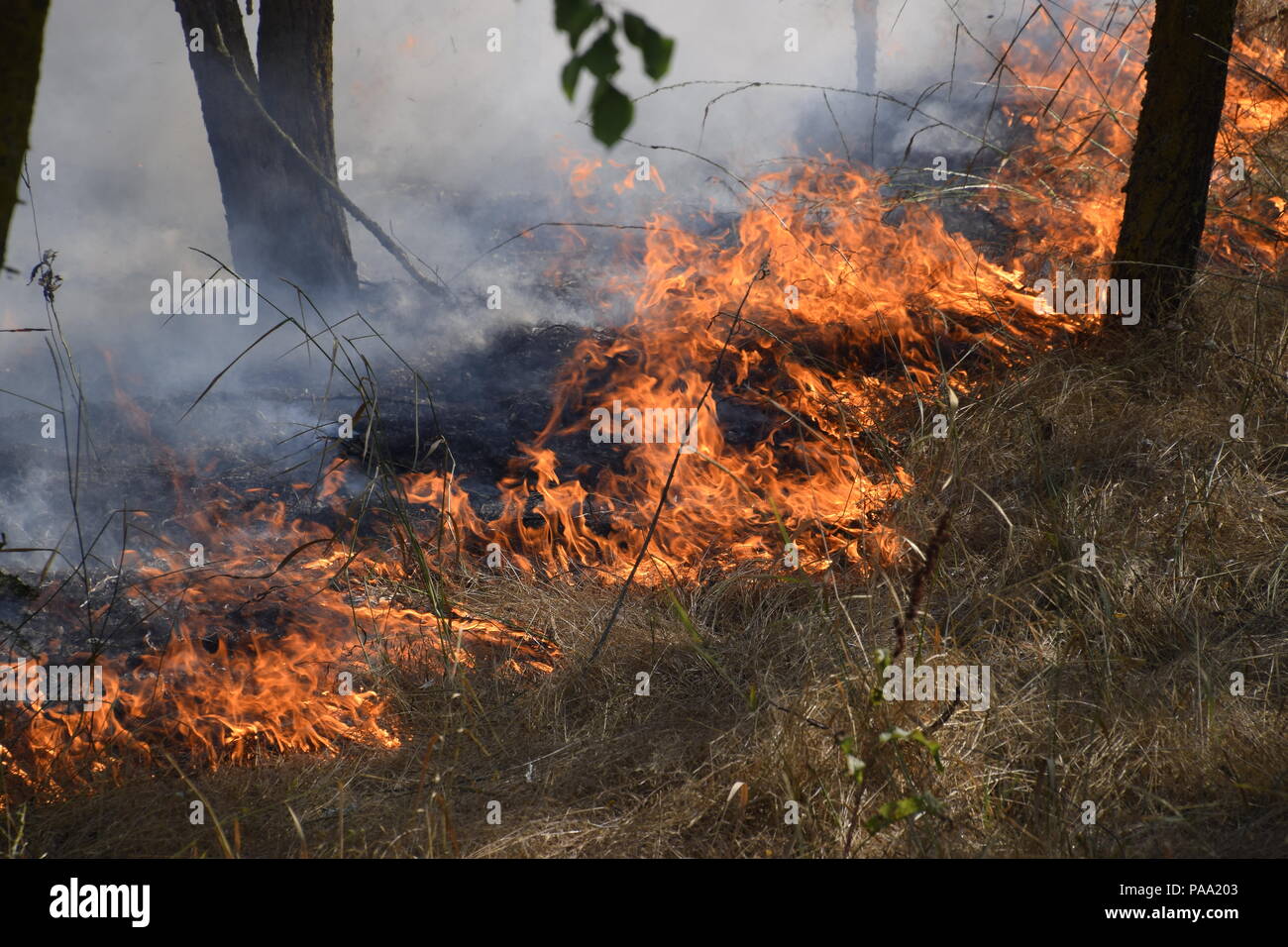 Fire in the forest. Fire and smoke in the forest litter. The grass is ...