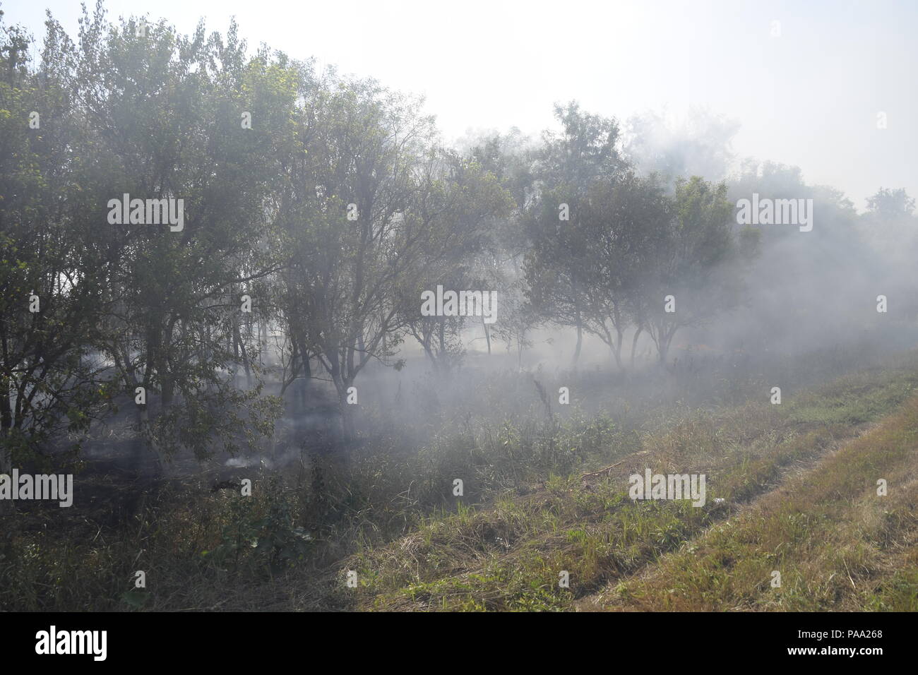Fire in the forest. Fire and smoke in the forest litter. The grass is ...