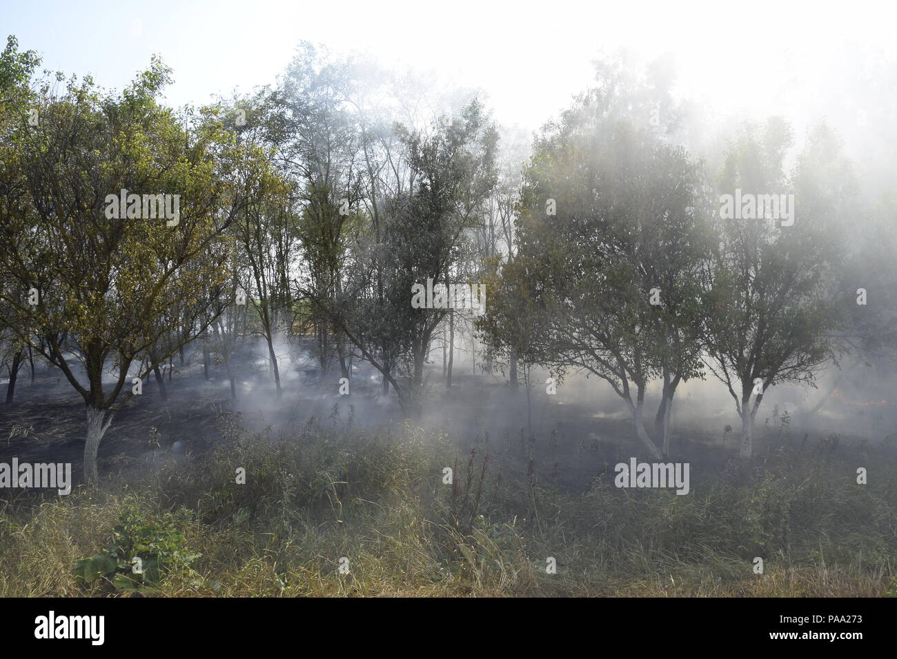 Fire in the forest. Fire and smoke in the forest litter. The grass is ...