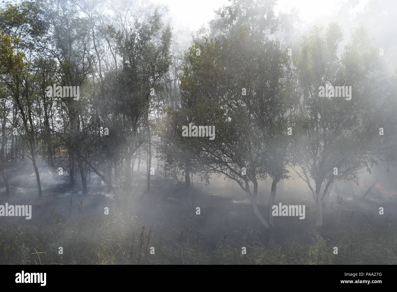 Fire in the forest. Fire and smoke in the forest litter. The grass is ...