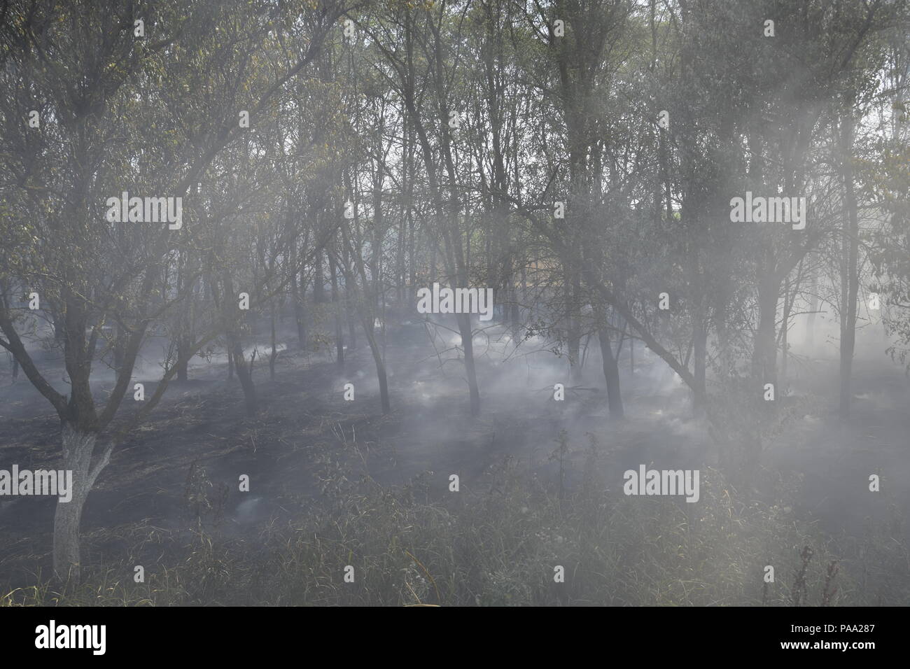 Siberia forest fires hi-res stock photography and images - Alamy