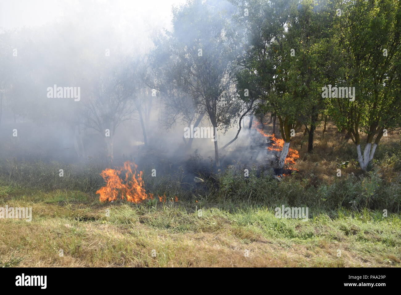 Fire in the forest. Fire and smoke in the forest litter. The grass is ...