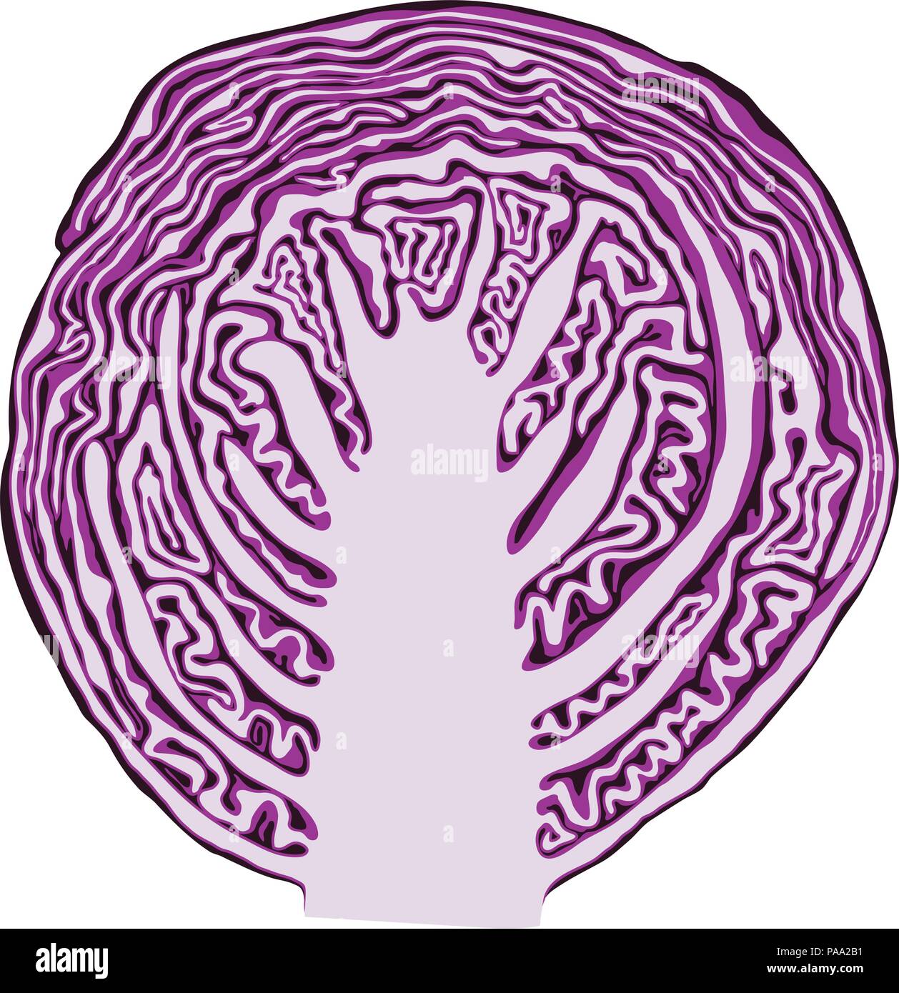 Red Cabbage Vector