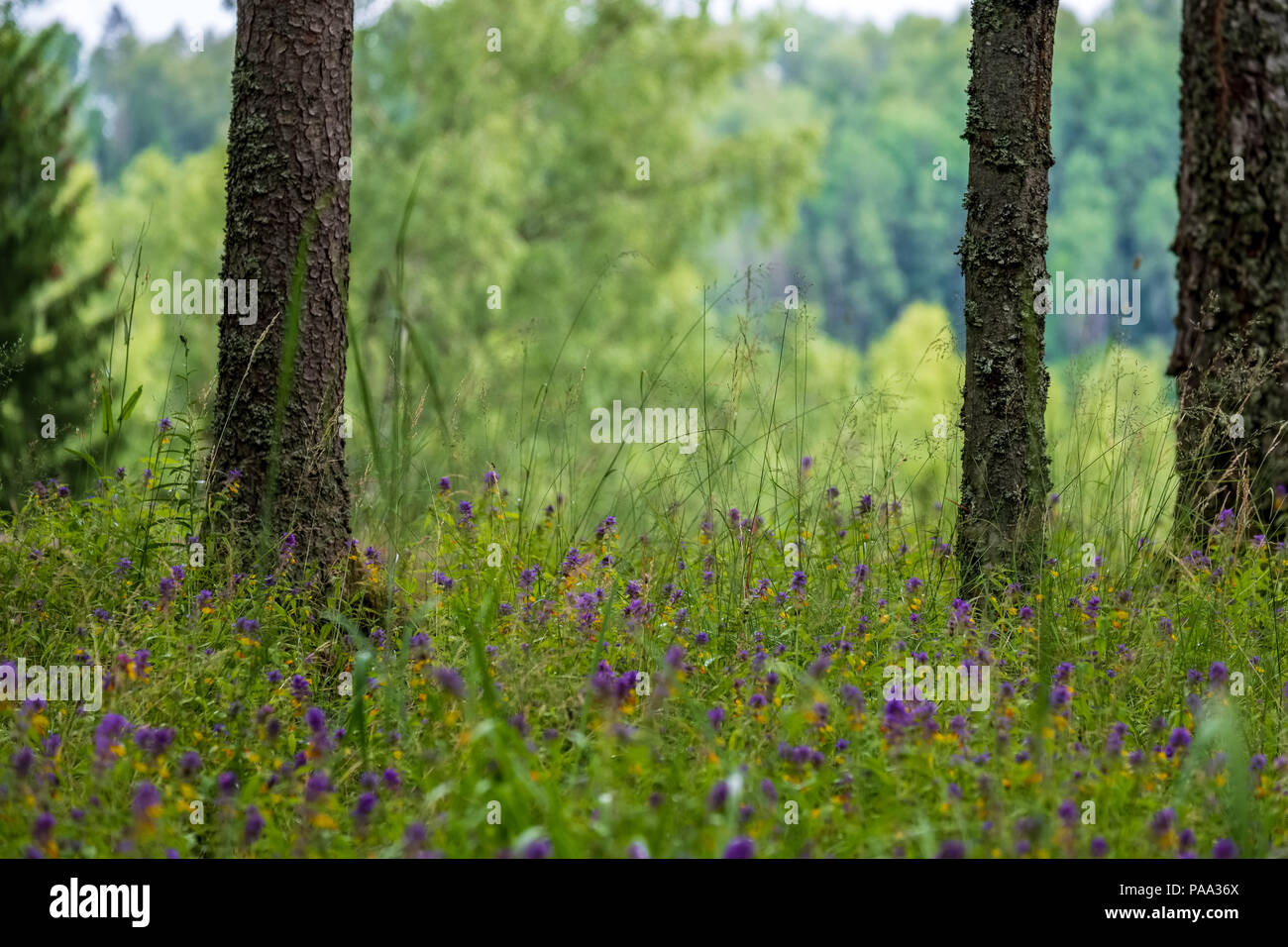 tree trunk silhouettes in forest with green foliage textures in ...