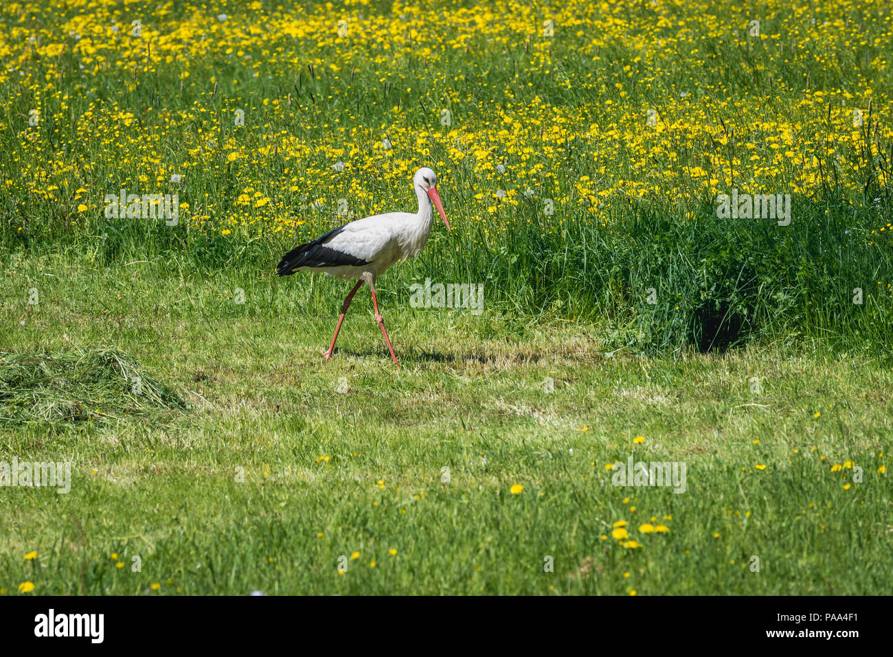 White stork in flowers hi-res stock photography and images - Alamy