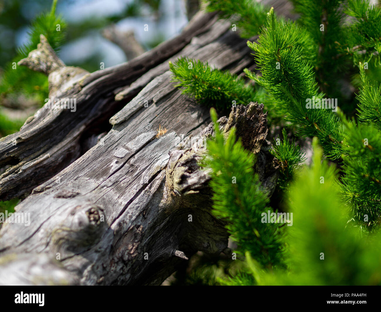 Juicy needles of branches of a coniferous tree, of an ancient tree ...
