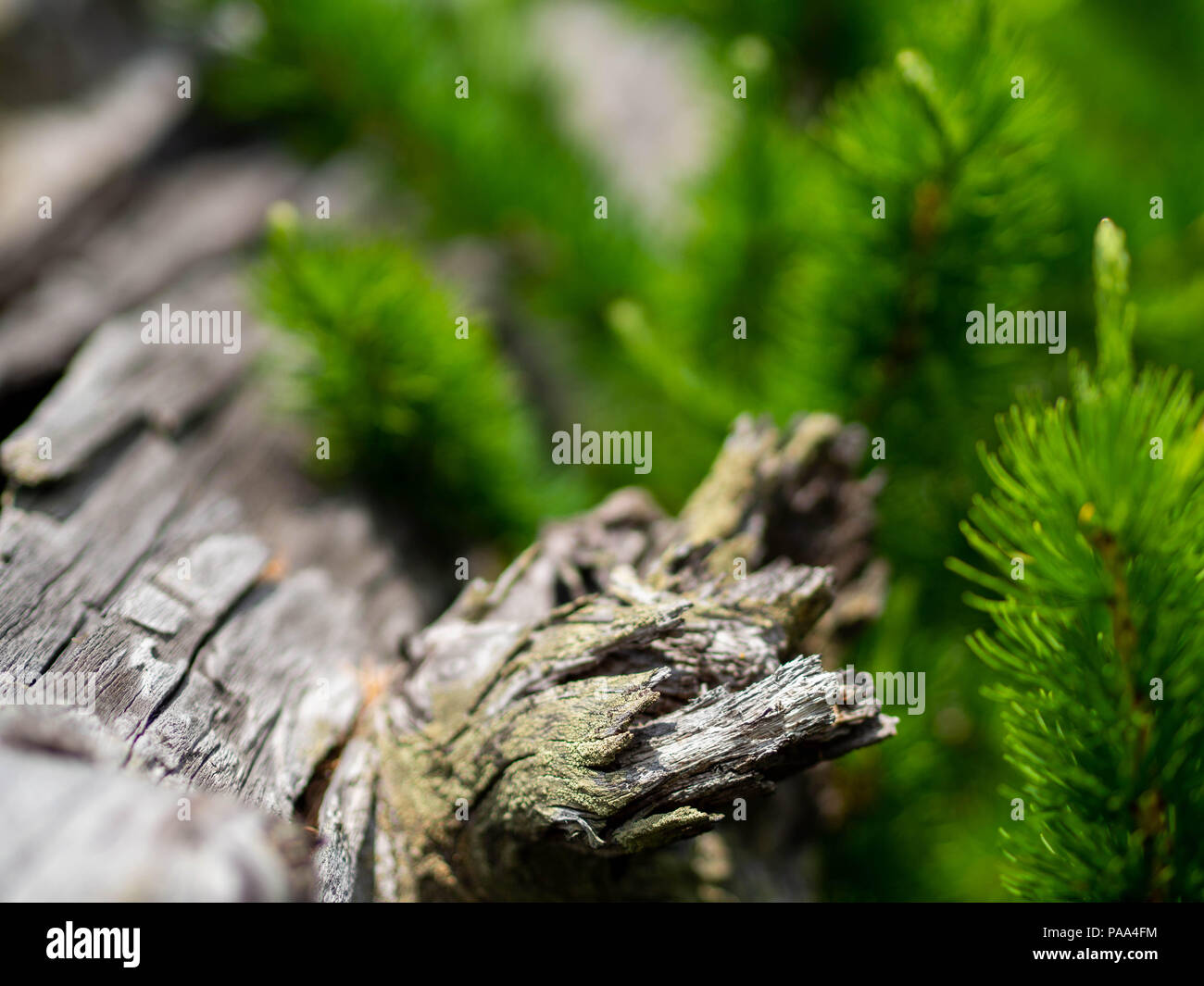 Juicy needles of branches of a coniferous tree, of an ancient tree ...
