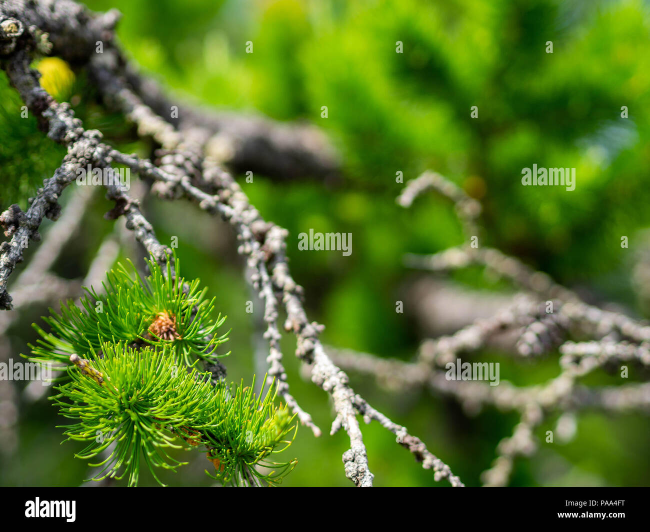 Conifer ecology hi-res stock photography and images - Alamy