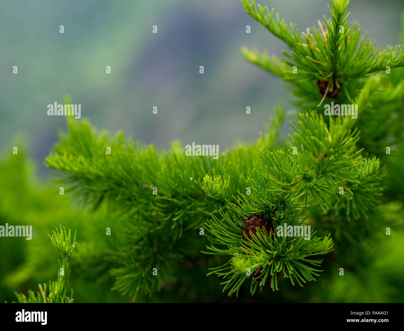 Conifer ecology hi-res stock photography and images - Alamy