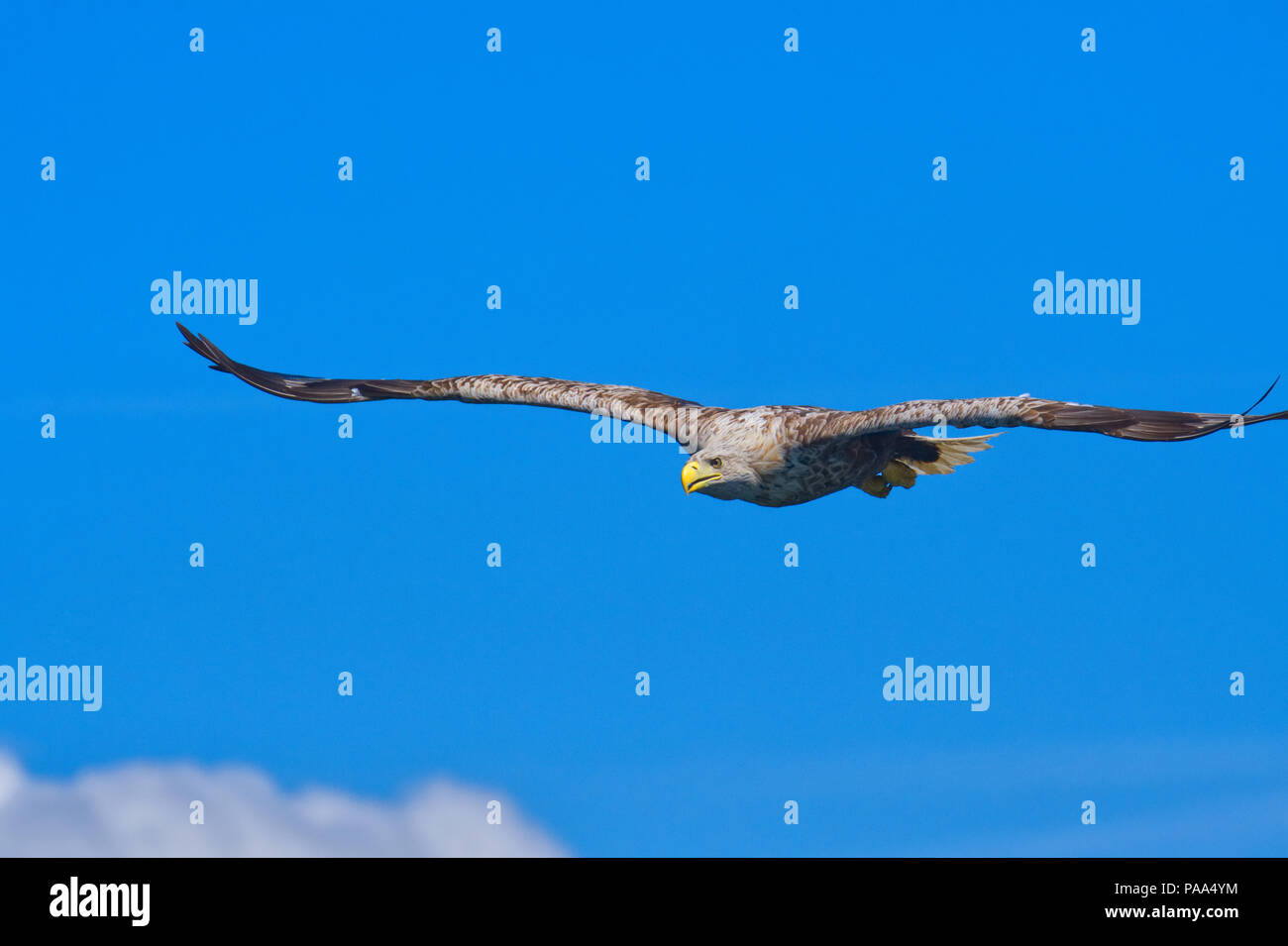 White-tailed sea eagle Stock Photo - Alamy