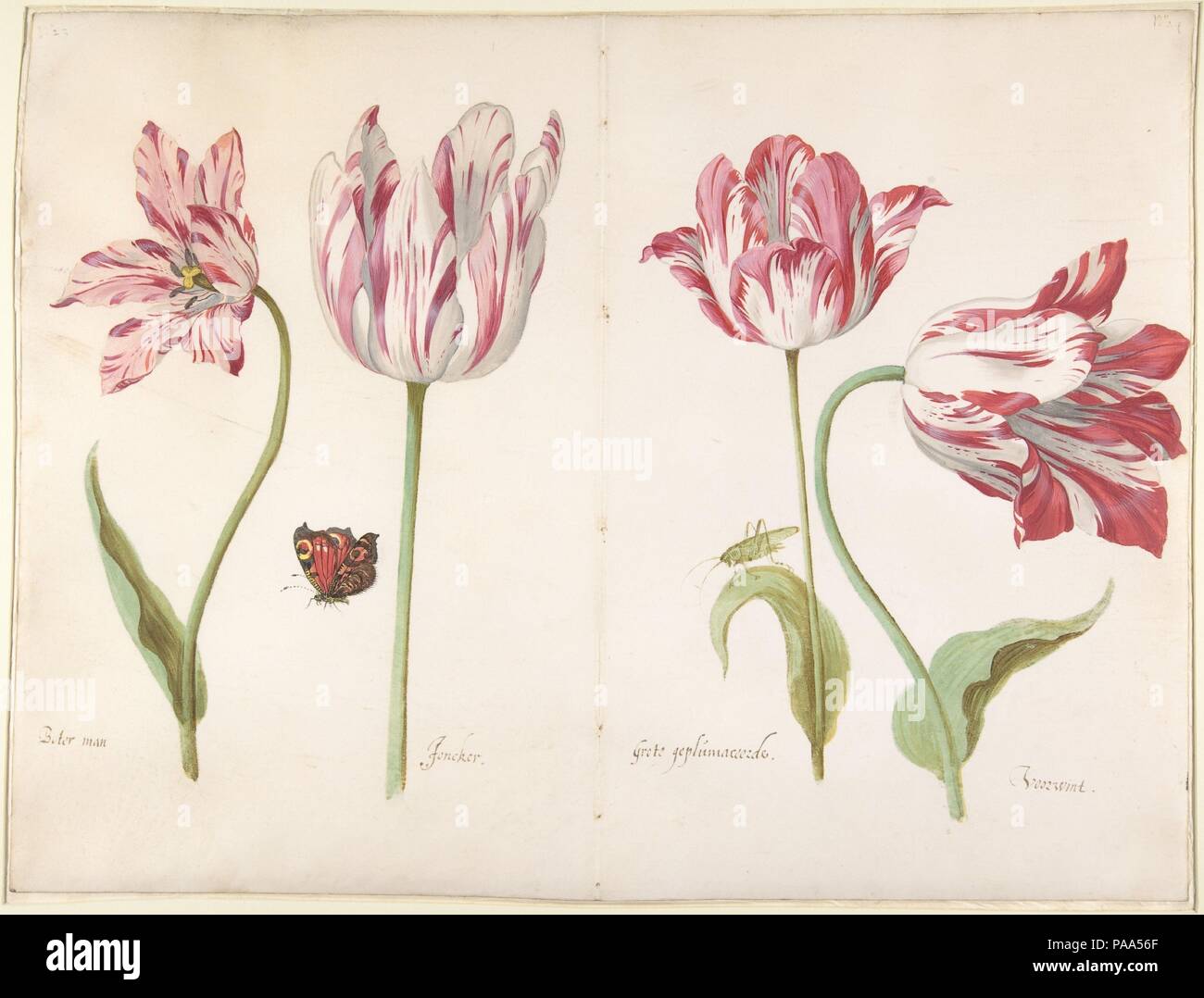 Tulip trade history hi-res stock photography and images - Alamy
