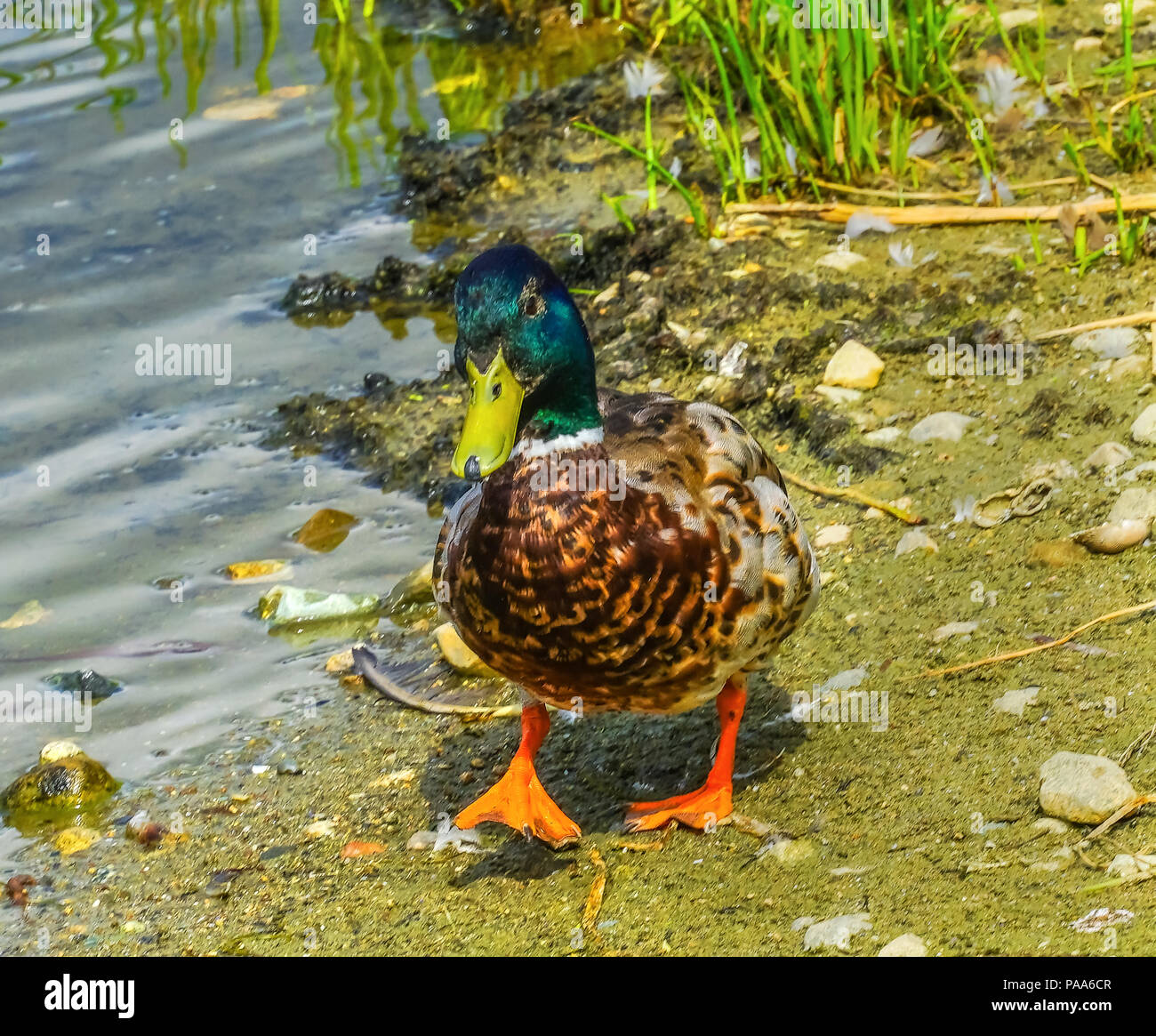 Green Male Mallard Duck Anas Platyrhynchos Pond Vanier Park Vancouver ...