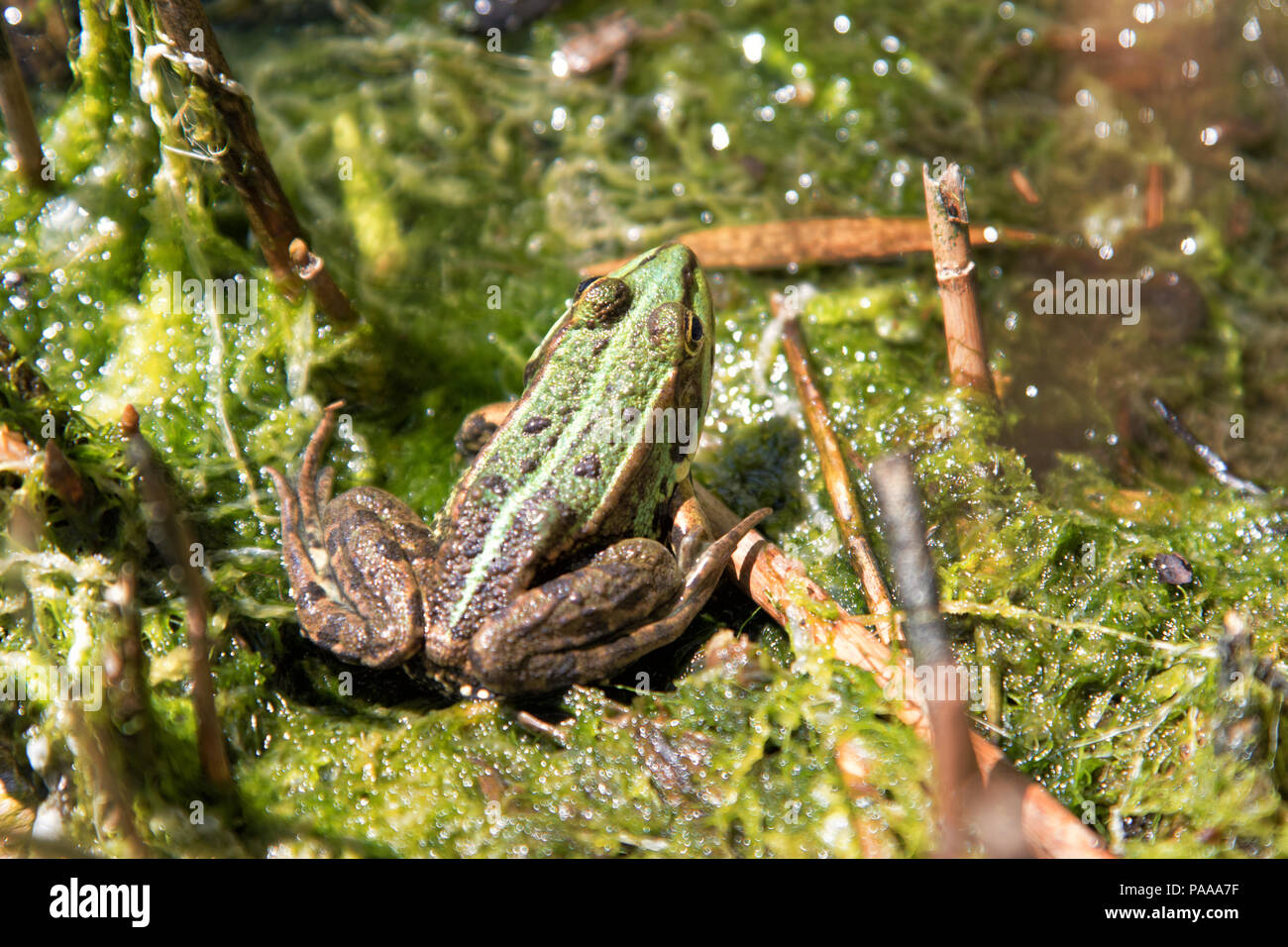 Common Frog, Rana temporaria, Usedom, Baltic Sea Frog catching first ...