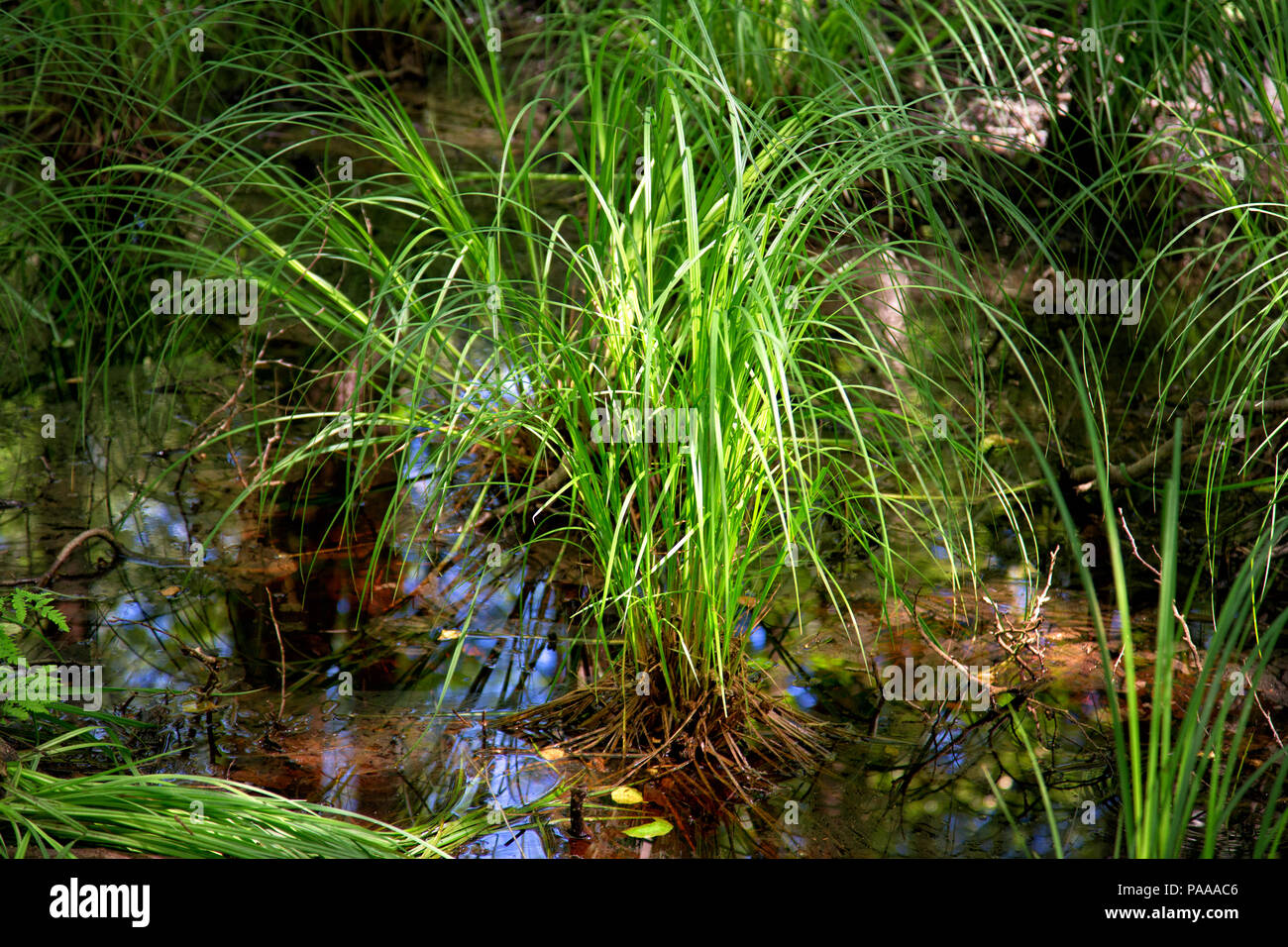 Grassy Wetland in Fischland, Baltic Sea, Germany Swampy area in one of ...