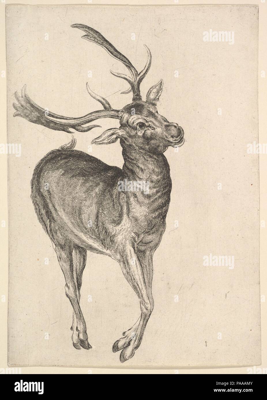 Stag. Artist: Wenceslaus Hollar (Bohemian, Prague 1607-1677 London ...