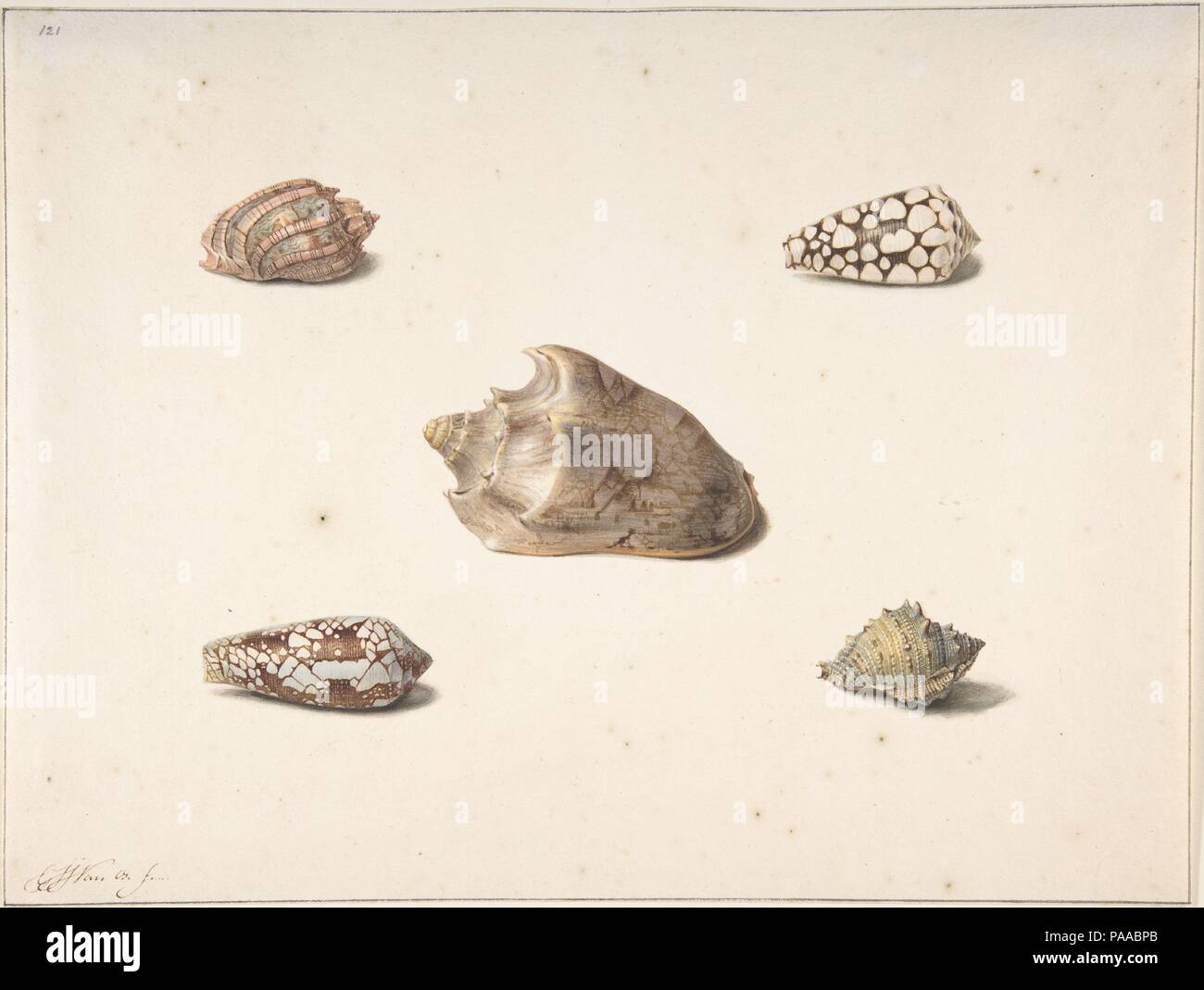Five Shells. Artist: George Jacobus Johannes van Os (Dutch, Amsterdam ...