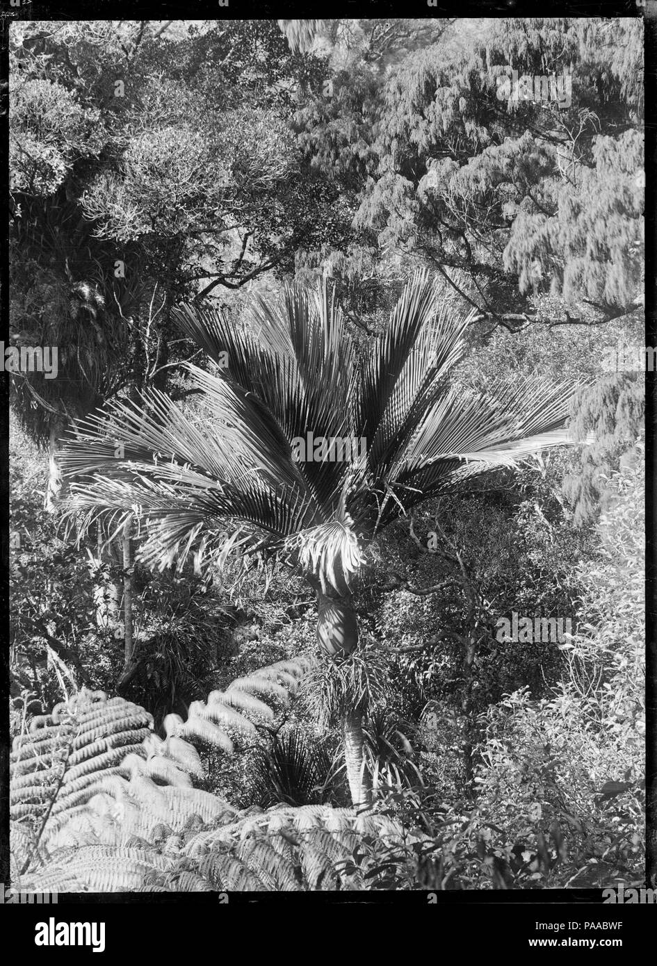 181 Native bush with nikau palm in centre, at Korokoro. ATLIB 273164 ...