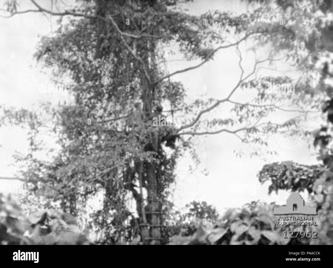 Tree top Black and White Stock Photos & Images - Alamy
