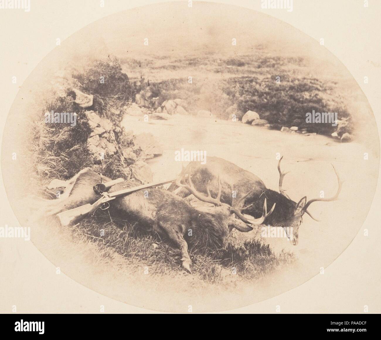 [Two Stags, One Shot by Mr. Ross and the Other by Mrs. Ross]. Artist ...