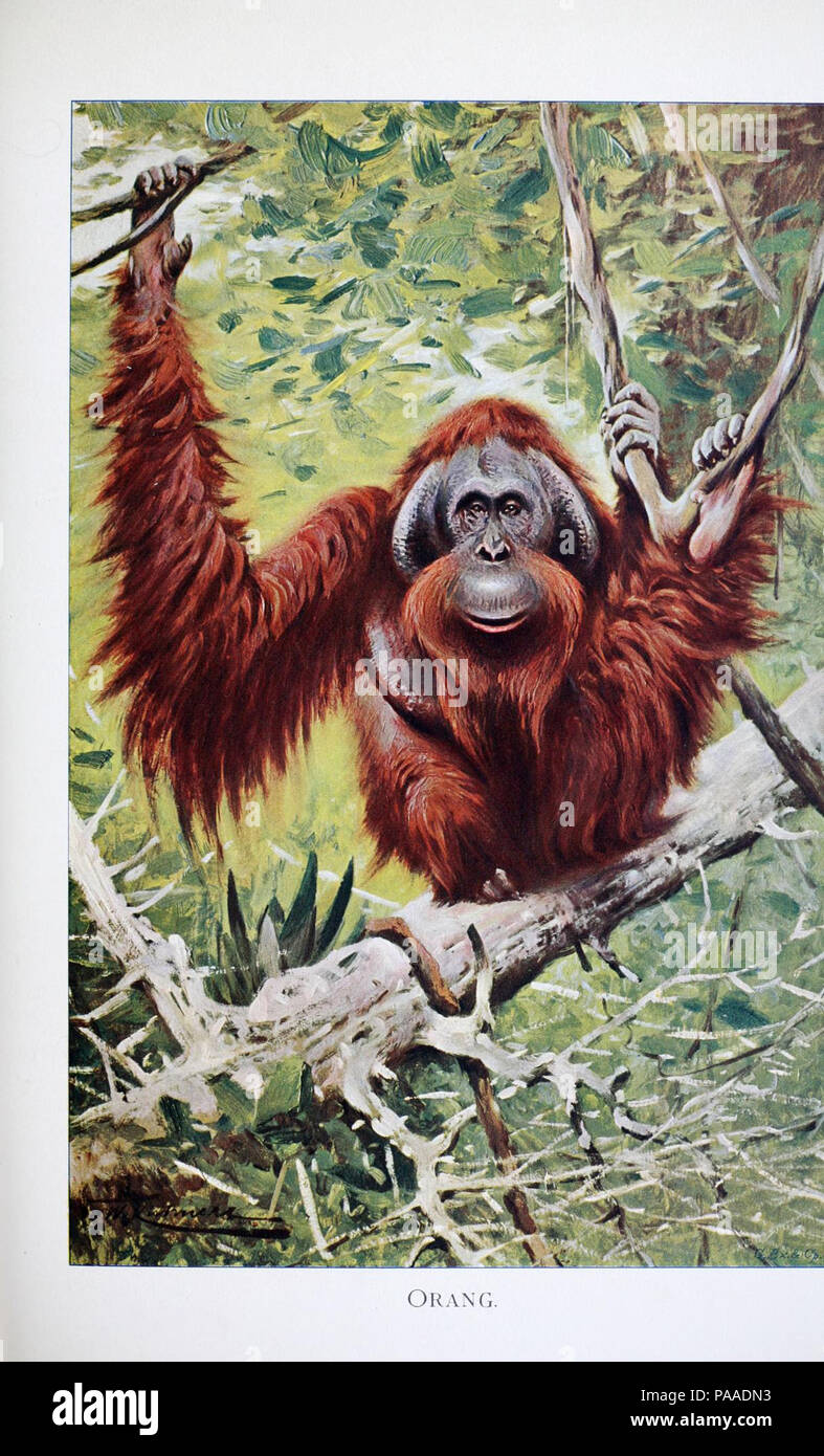 188 Orangutan (illustration Stock Photo - Alamy