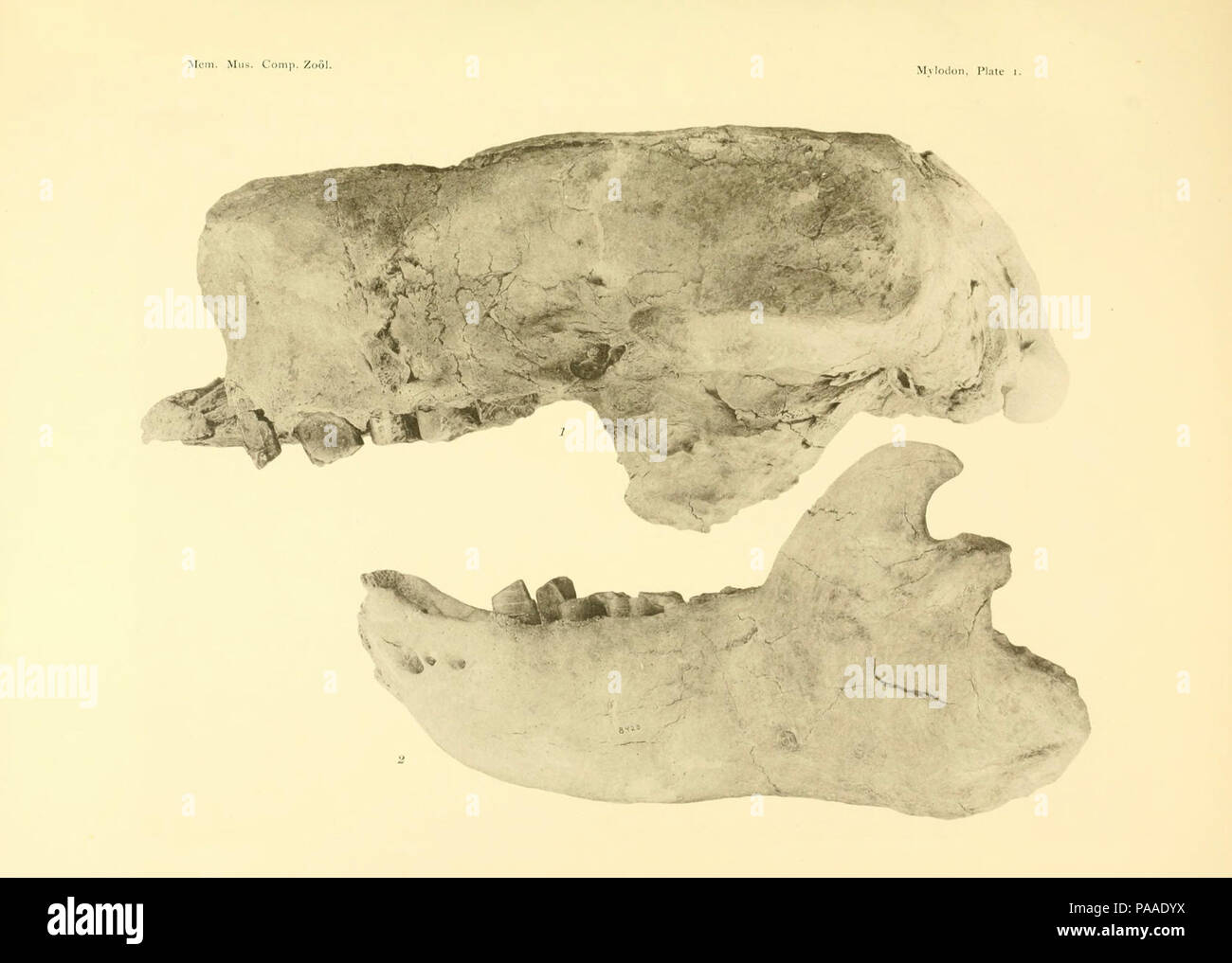 A new Mylodon (Plate 1 Stock Photo - Alamy