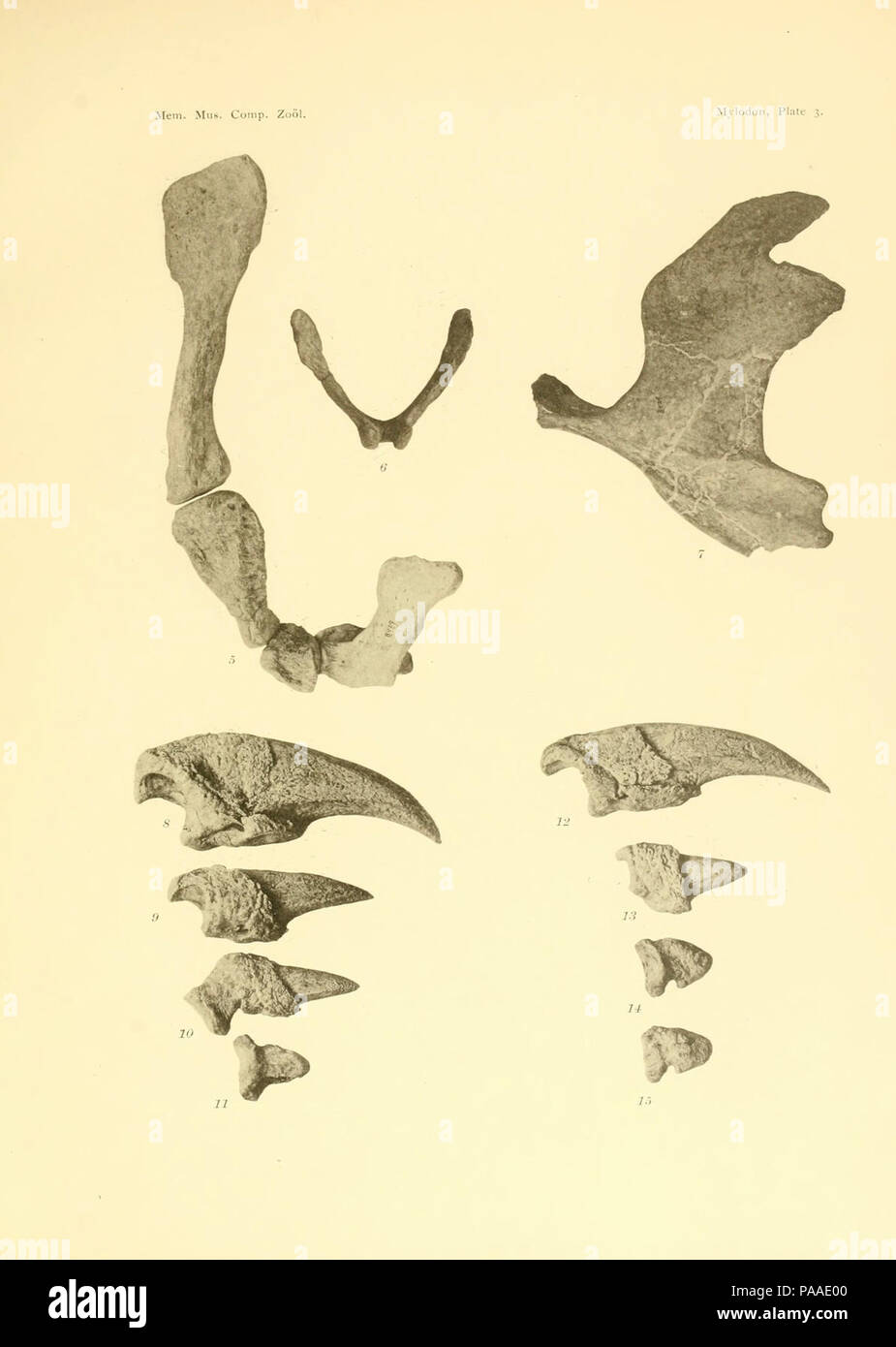 Mylodon hi-res stock photography and images - Alamy