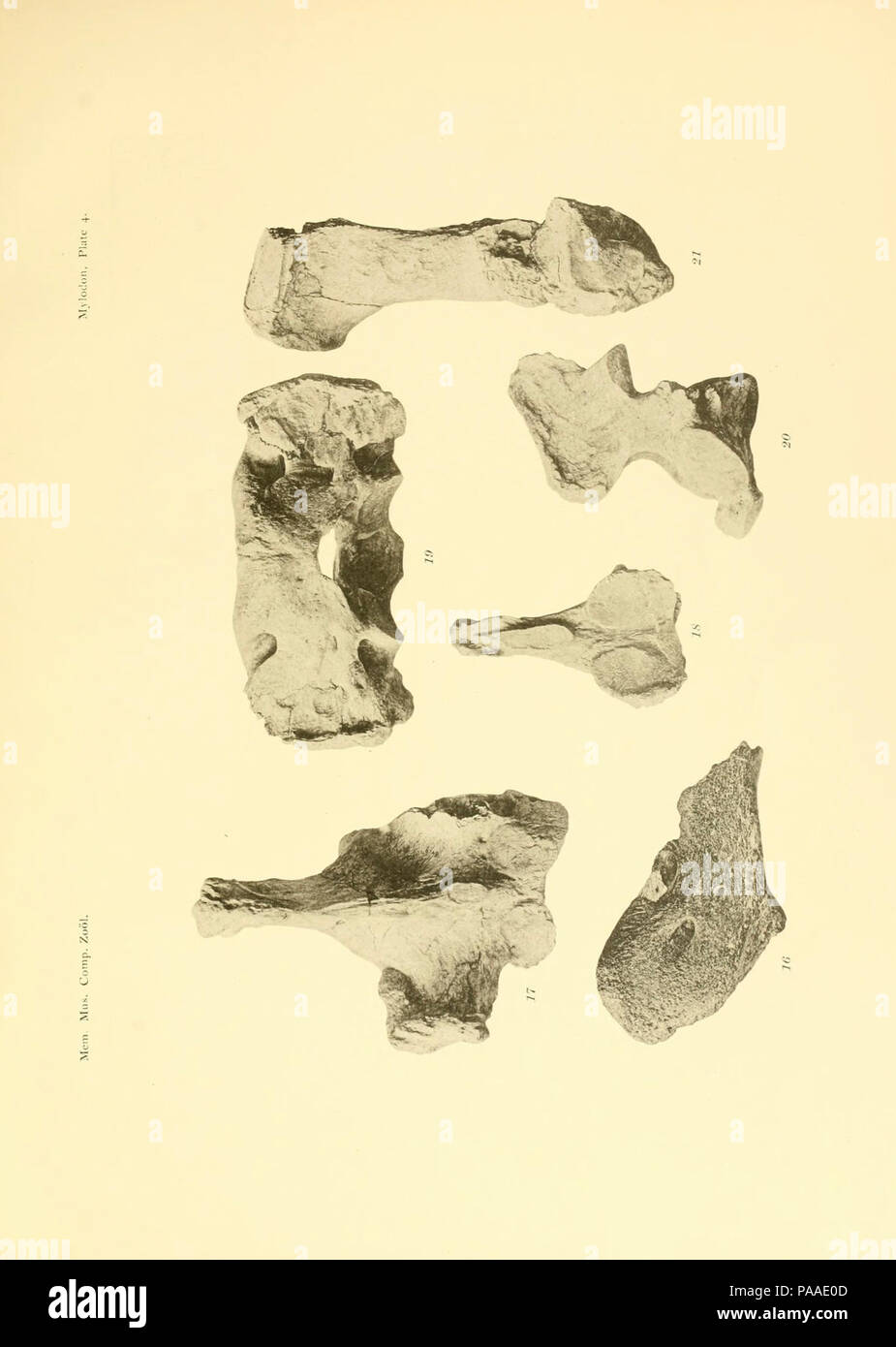 A new Mylodon (Plate 4 Stock Photo - Alamy
