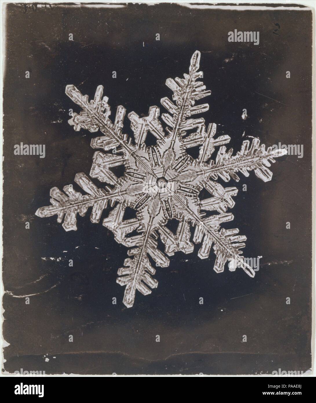 [Snow Crystal]. Artist: Wilson Alwyn Bentley (American, 1865-1931 ...