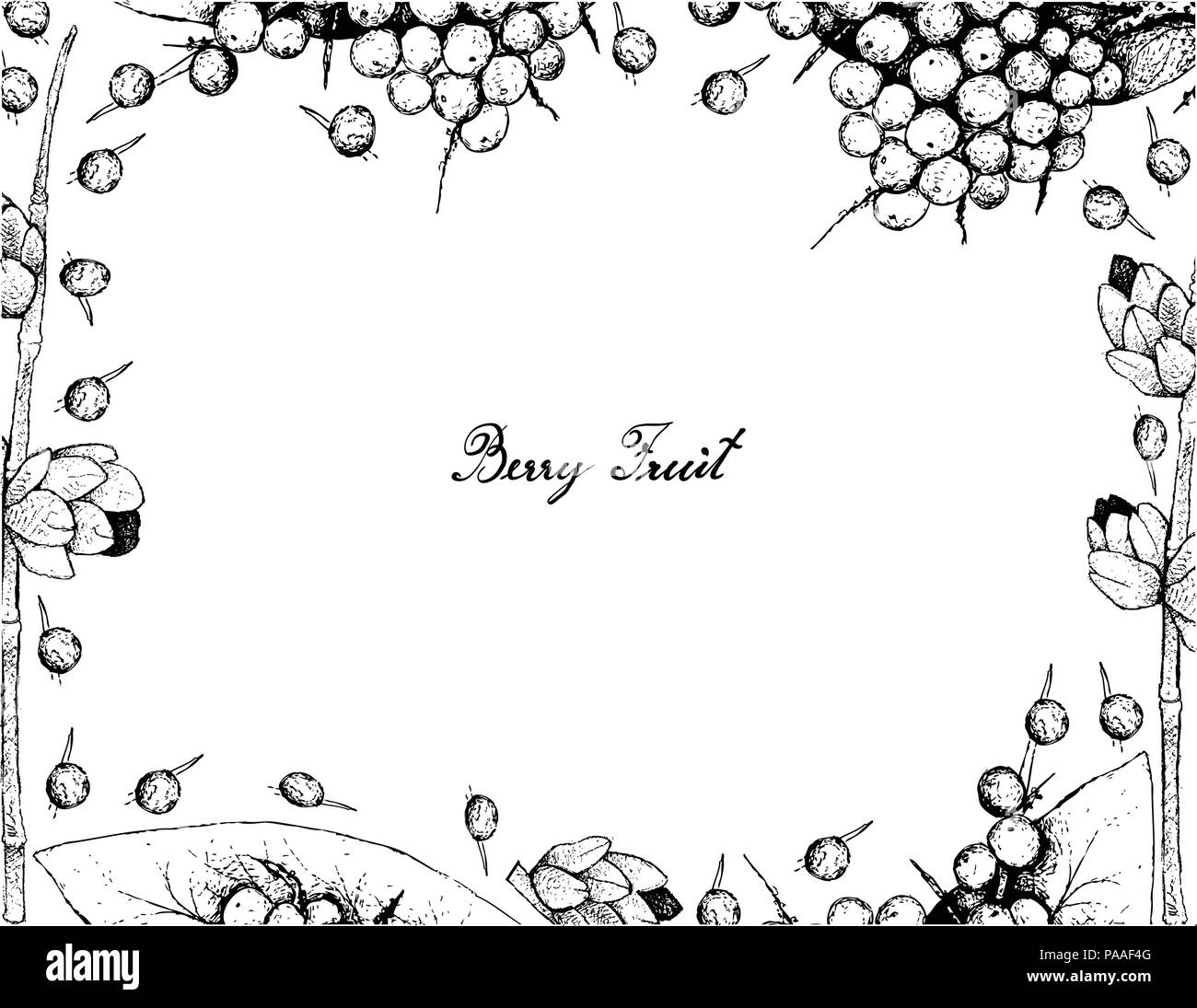 Ephedra plant Stock Vector Images - Alamy